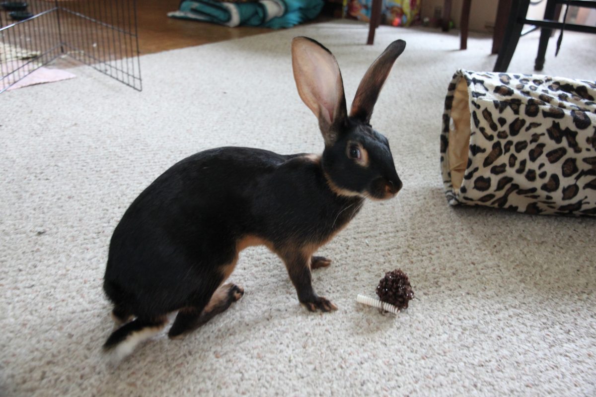 Belgian Hare - Jack the Rabbit - Trickster Hares