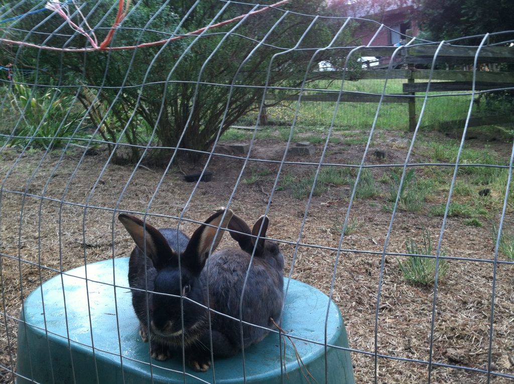 Free Range Rabbits - Trickster Hares