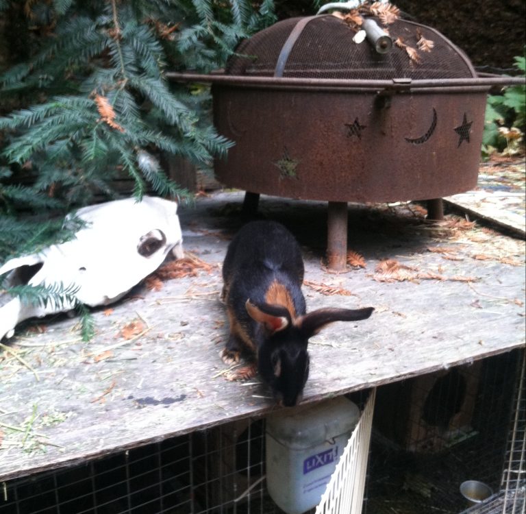 Trickster Hares - Honoring of the Spirit of Rabbit