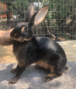 Trickster Hares - Honoring of the Spirit of Rabbit